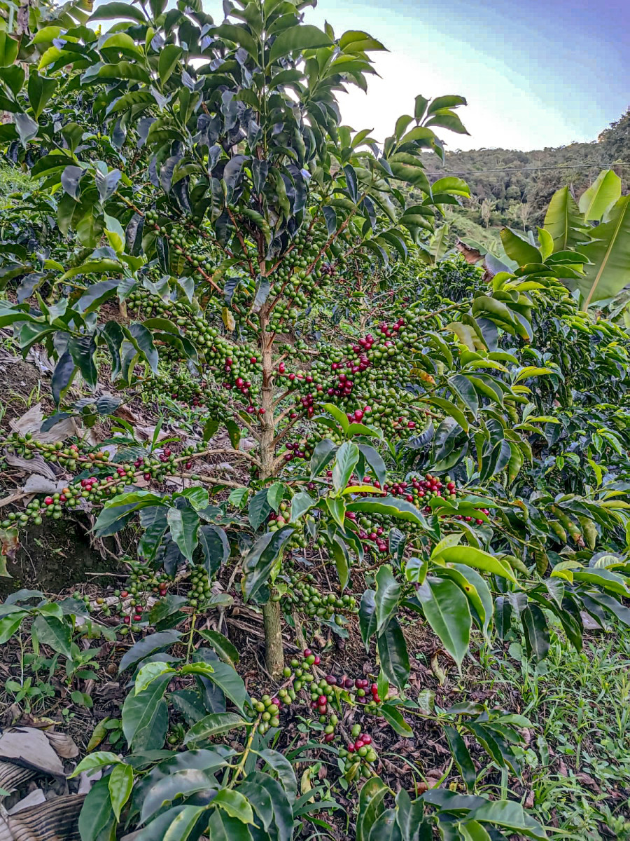 Semerbak Bunga dan Buah Dari Varietas Exotic Chiroso - Panna Coffee