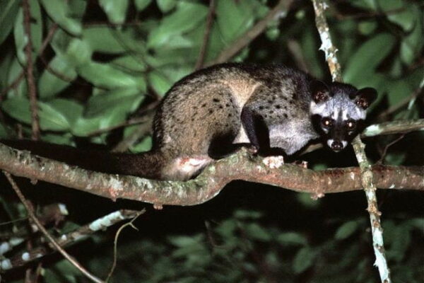 Luwak Liar? Dimana Posisinya Sekarang Ini?Kenapa Luwak Asli Unik ...
